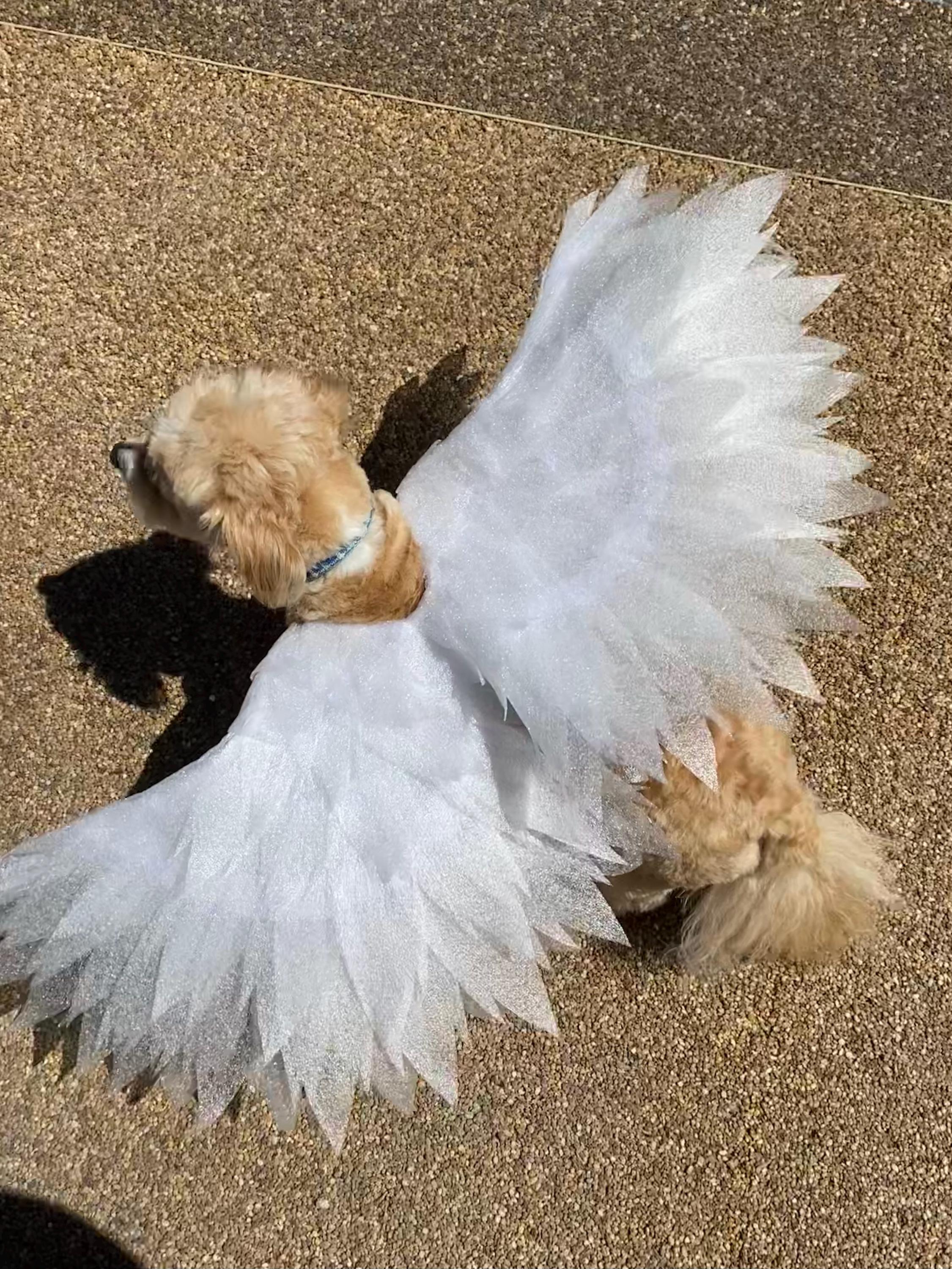 Halloween Dog Wings | White Angel Wings for Dogs | Cosplay Angel Wings ...