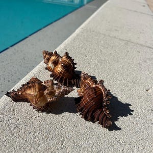 Murex Seashell 3.5" | Firebrand Murex | Chicoreus Torrefactus ...