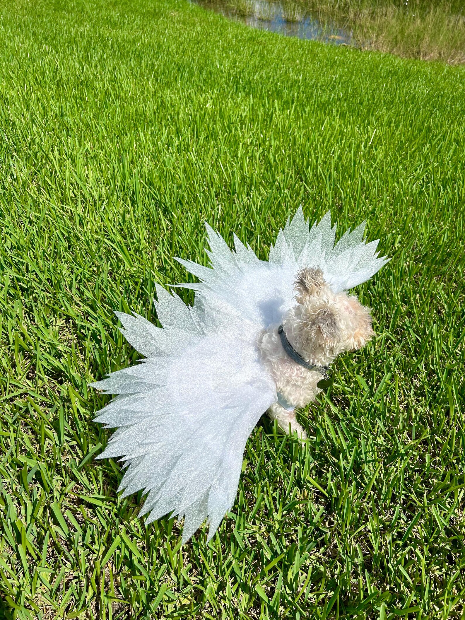 Halloween Dog Wings White Angel Wings for Dogs Cosplay Angel Wings ...
