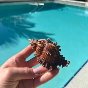 Murex Seashell 3.5" | Firebrand Murex | Chicoreus Torrefactus ...