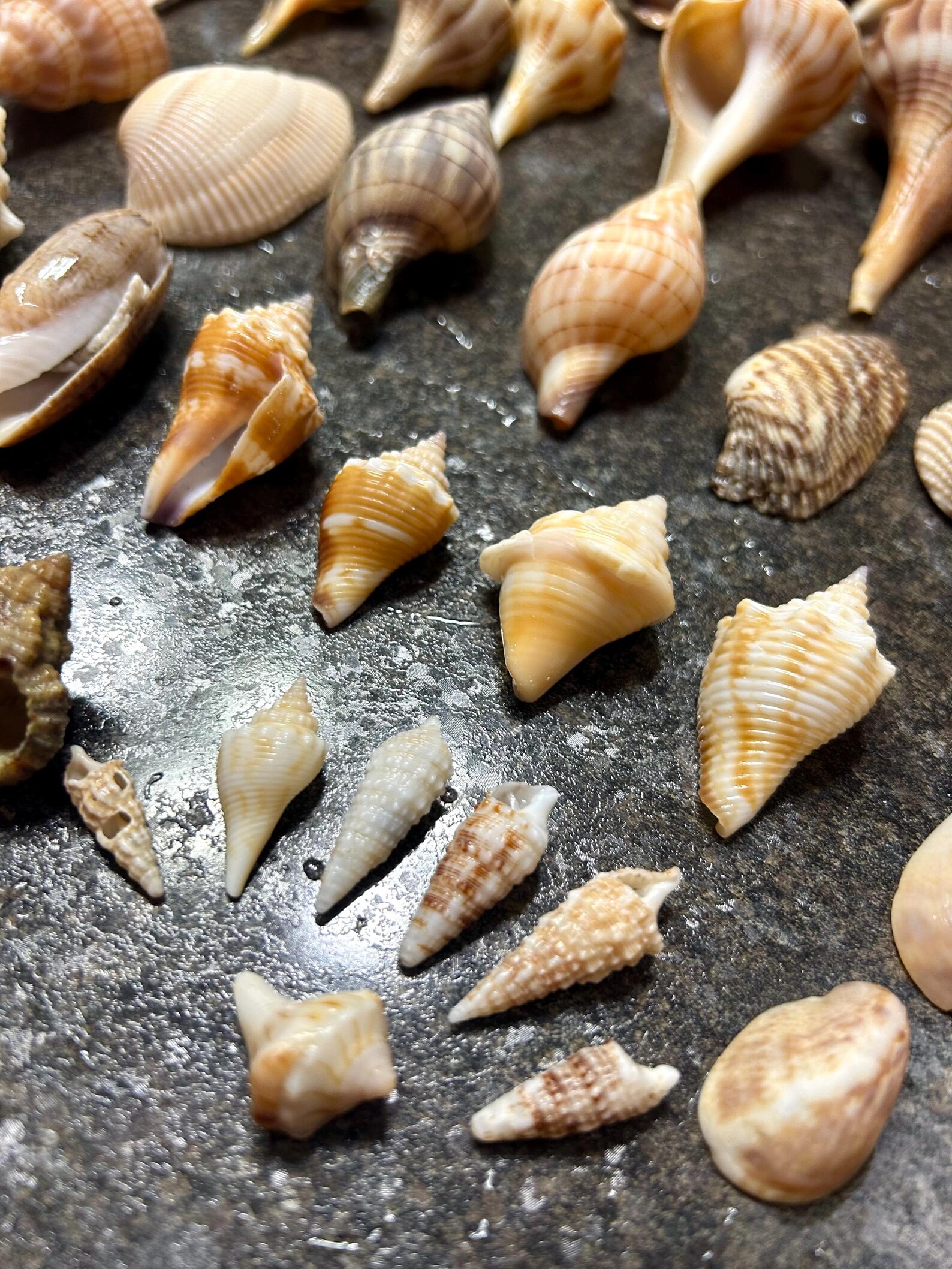 Natural Seashell Kit 74 Pieces | Assorted Seashell Mix | Sanibel Island ...