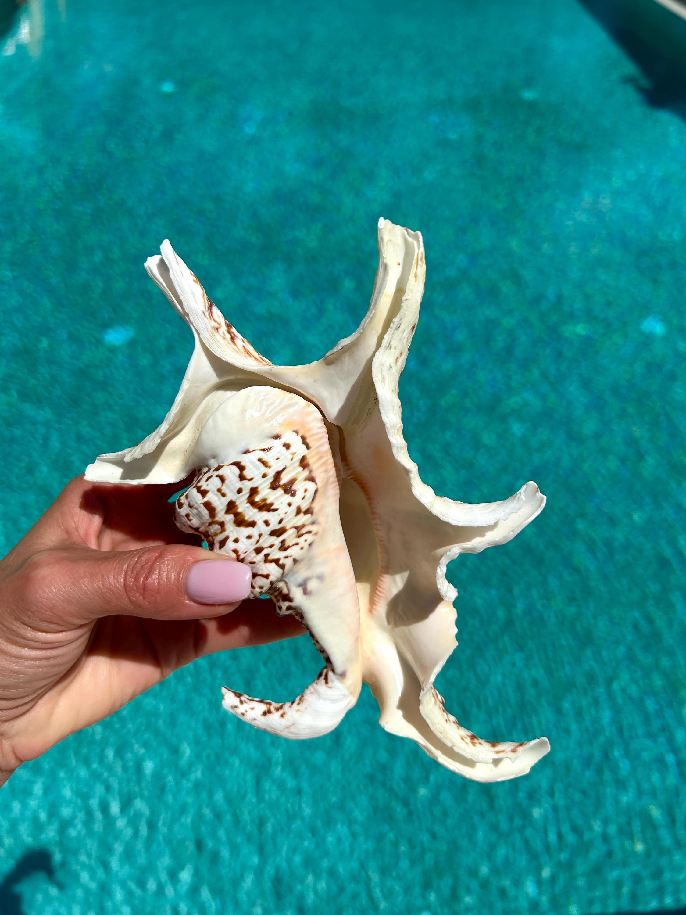 Large Spider Conch Shell 7.5" | Natural Spider Conch | Scorpion Lambis ...