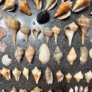 Natural Seashell Kit 74 Pieces | Assorted Seashell Mix | Sanibel Island ...