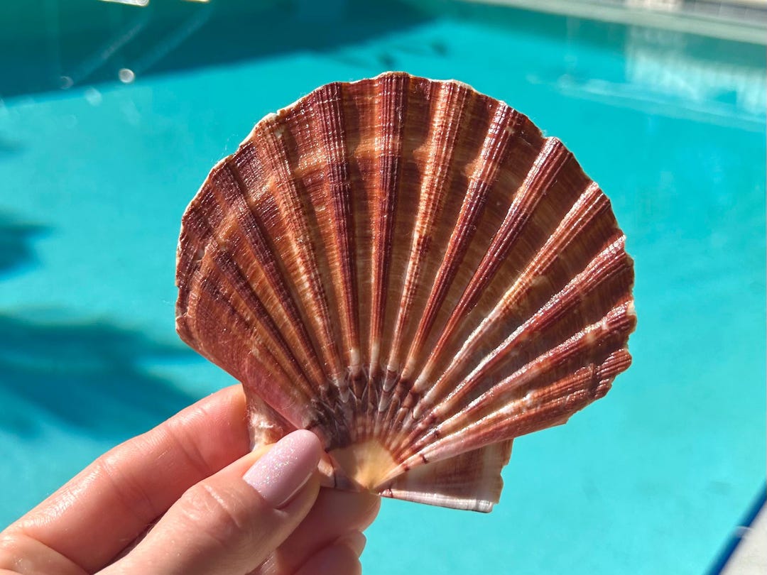 Large Irish Flat Scallop | Natural Irish Scallop | Natural Seashell ...