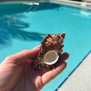 Murex Seashell 3.5" | Firebrand Murex | Chicoreus Torrefactus ...