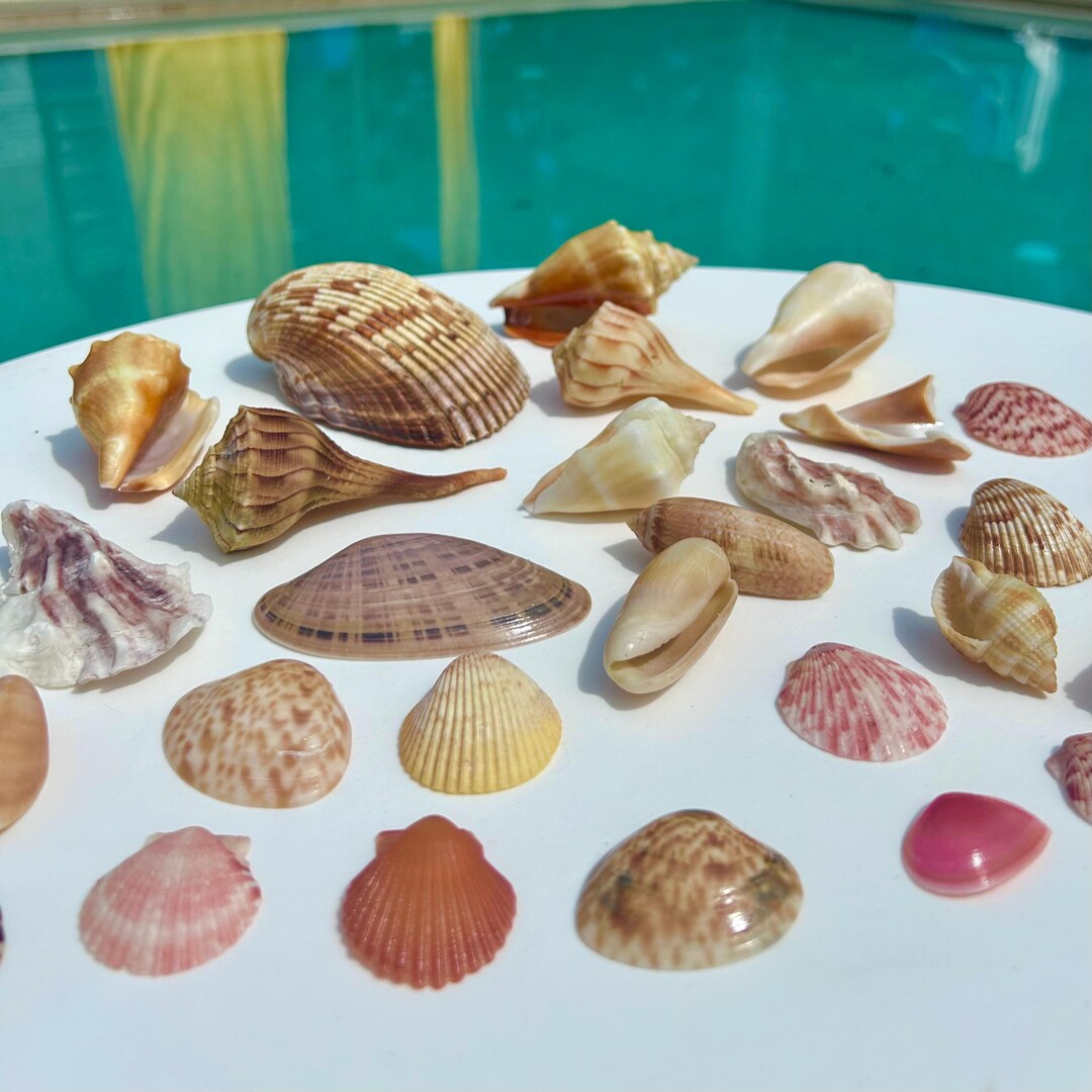 Natural Seashell Kit | Assorted Seashell Mix | Sanibel Island Florida ...