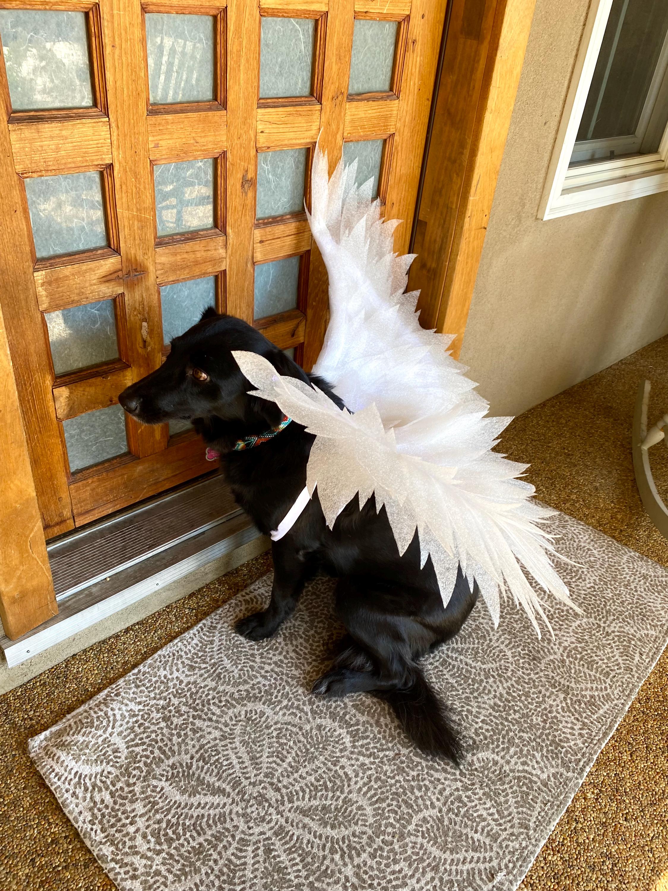 Halloween Wings for Dogs | White Angel Wings | Halloween Dog Wings ...