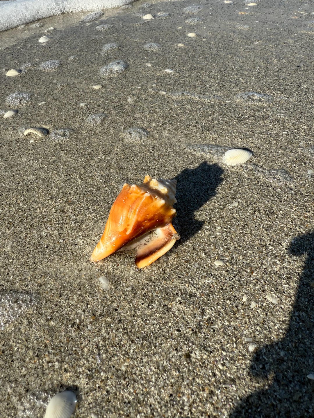 Florida Fighting Conch Seashell | Natural Seashell | Sanibel Island ...