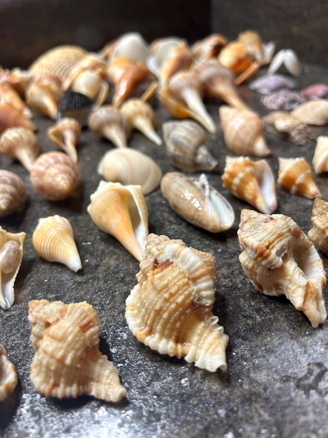 Natural Seashell Kit 74 Pieces | Assorted Seashell Mix | Sanibel Island ...