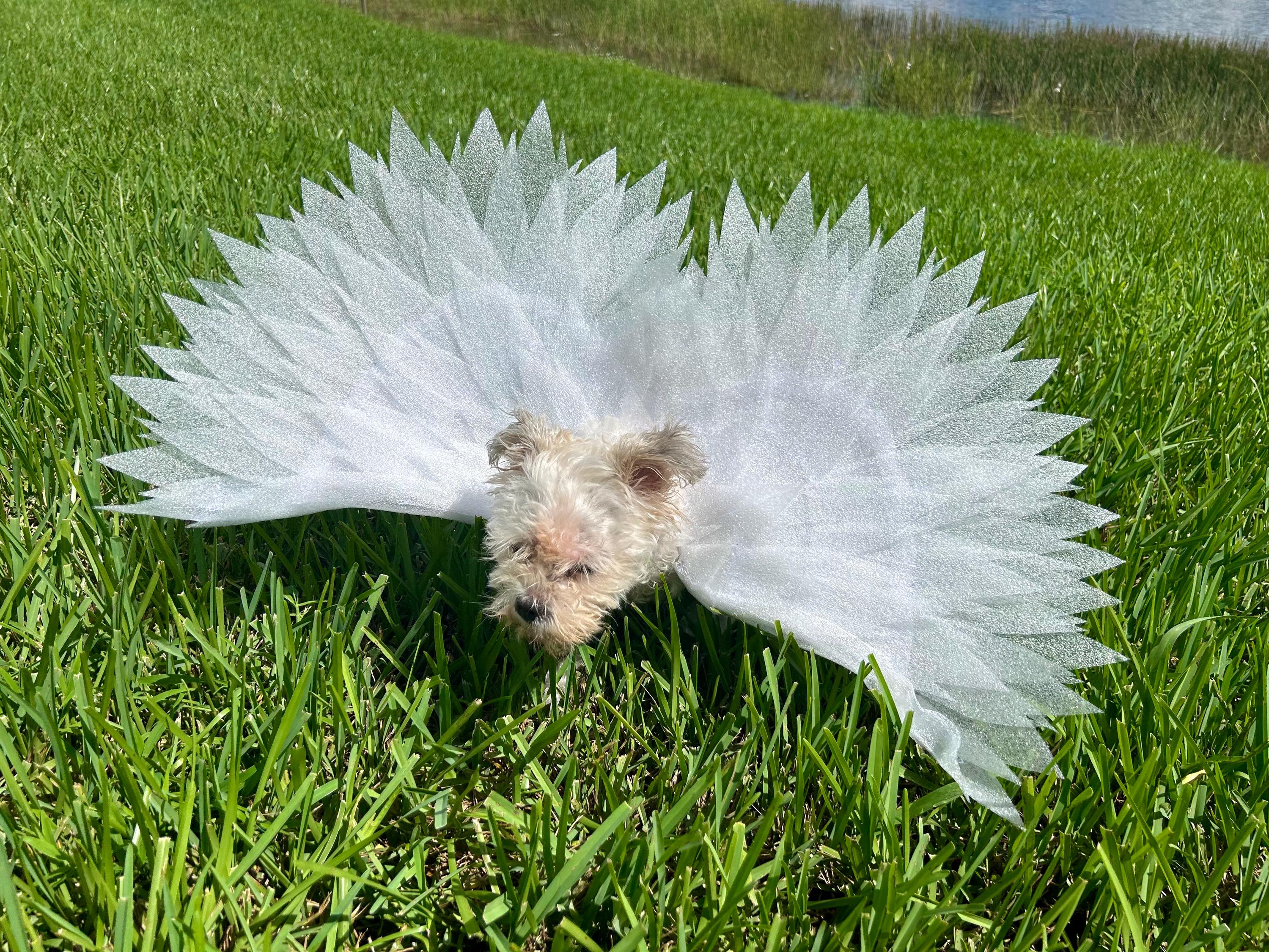Halloween Dog Wings White Angel Wings for Dogs Cosplay Angel Wings ...