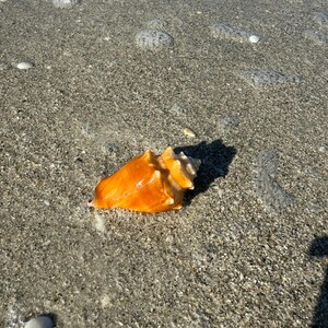 Florida Fighting Conch Seashell | Natural Seashell | Sanibel Island ...