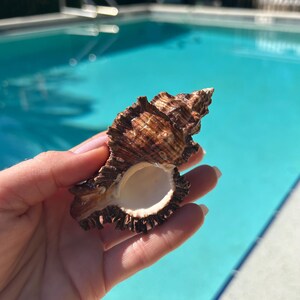 Murex Seashell 3.5" | Firebrand Murex | Chicoreus Torrefactus ...