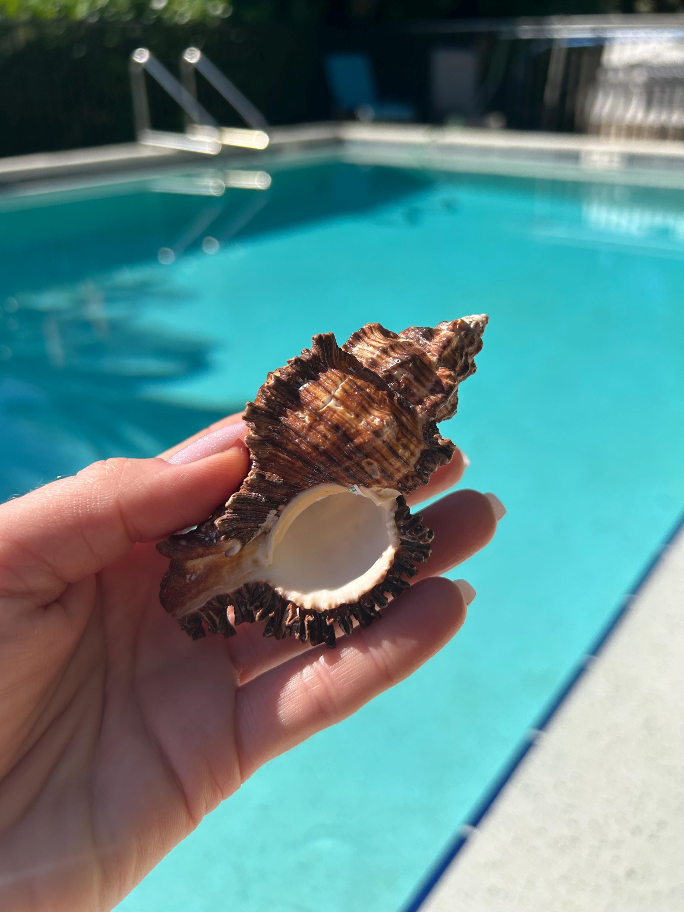 Murex Seashell 3.5" | Firebrand Murex | Chicoreus Torrefactus ...