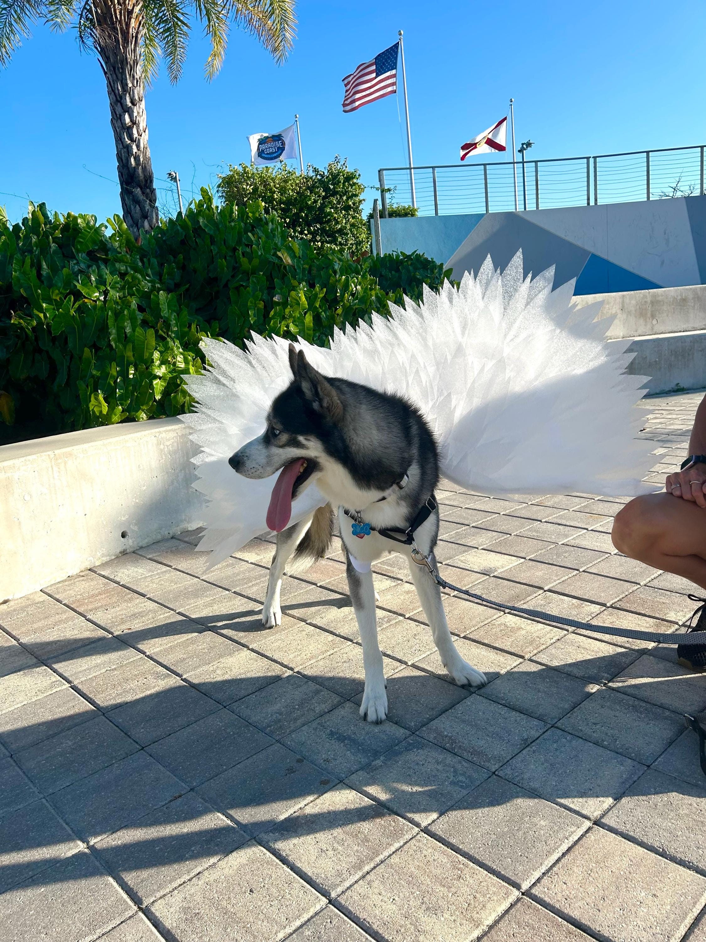 Dog Halloween Costume | Angel Wings for Dog | Pegasus Wings for Dogs ...