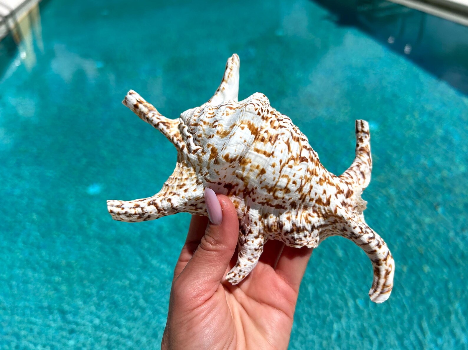 Large Spider Conch Shell 7.5" | Natural Spider Conch | Scorpion Lambis ...