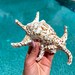 Large Spider Conch Shell 7.5" | Natural Spider Conch | Scorpion Lambis ...