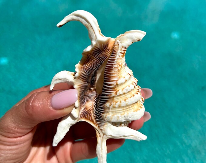 Spider Conch Seashell 4.5" | Natural Spider Conch | Scorpion Lambis ...