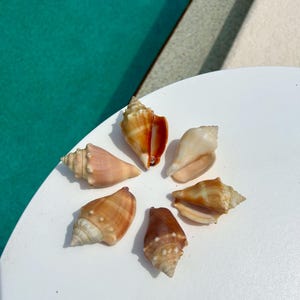 Florida Fighting Conch Seashell Natural Seashell Sanibel Island Shells ...
