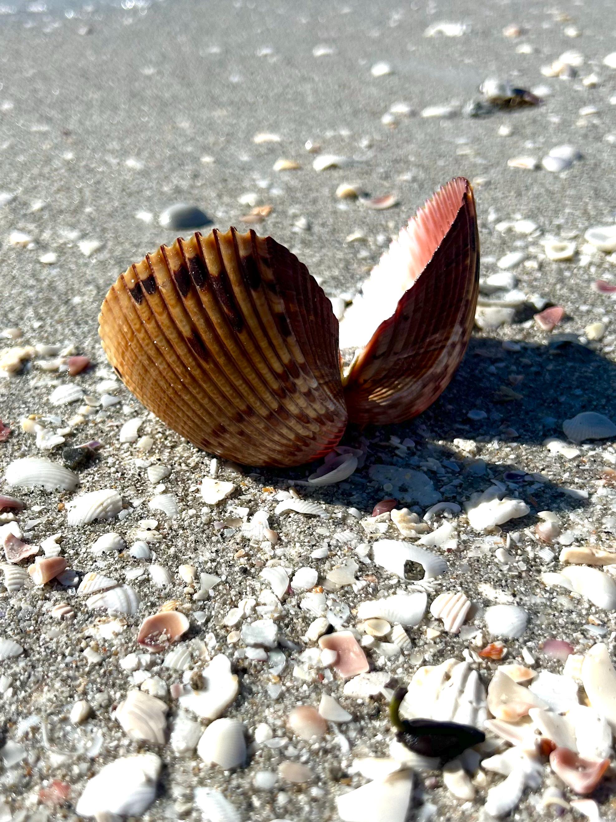 Large Cockle Seashell 3.5" | Natural Seashell | Sanibel Florida Cockle ...