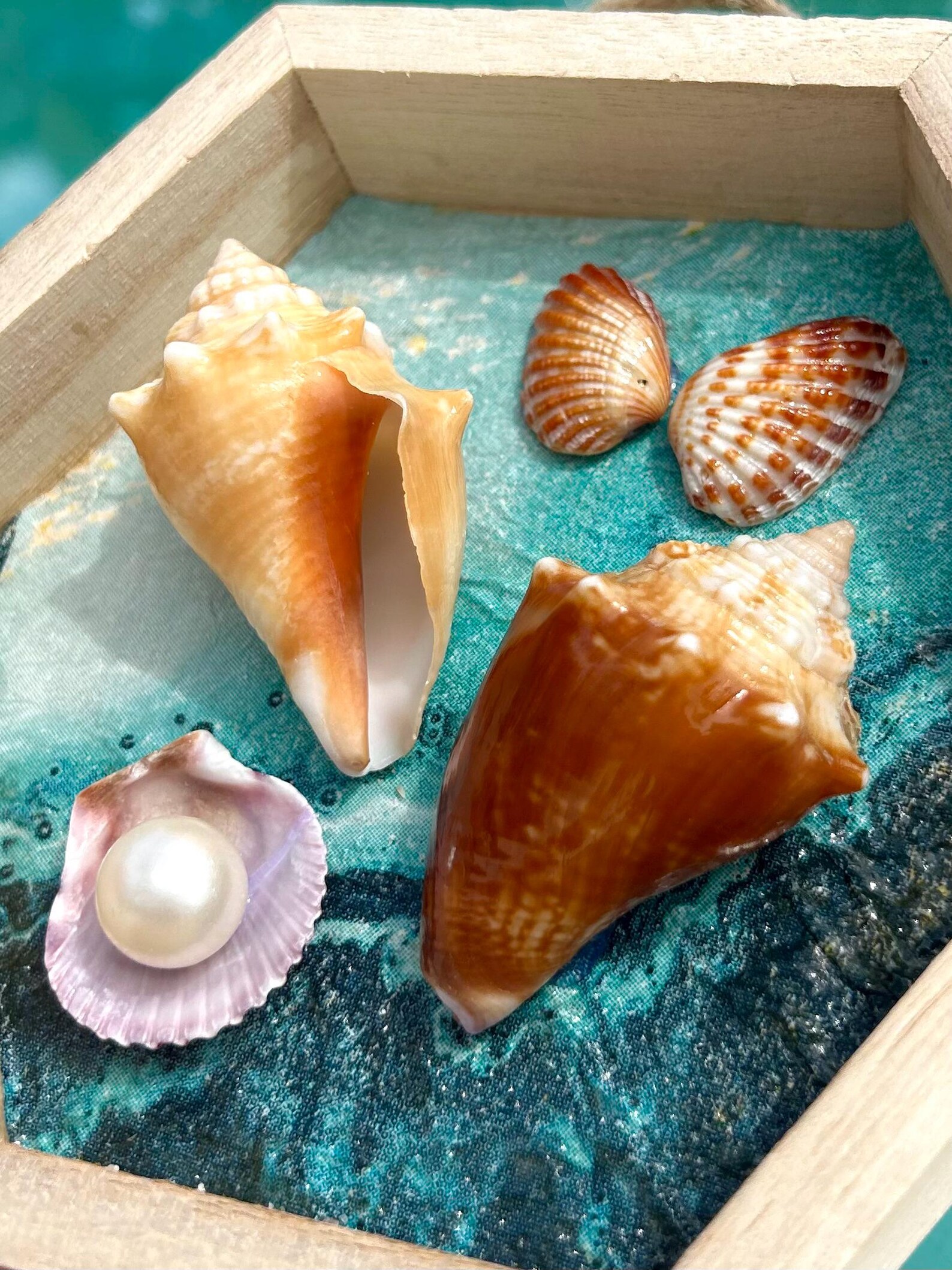 Natural Seashell Shadow Box | Florida Fighting Conch Beach Scene Shadow ...