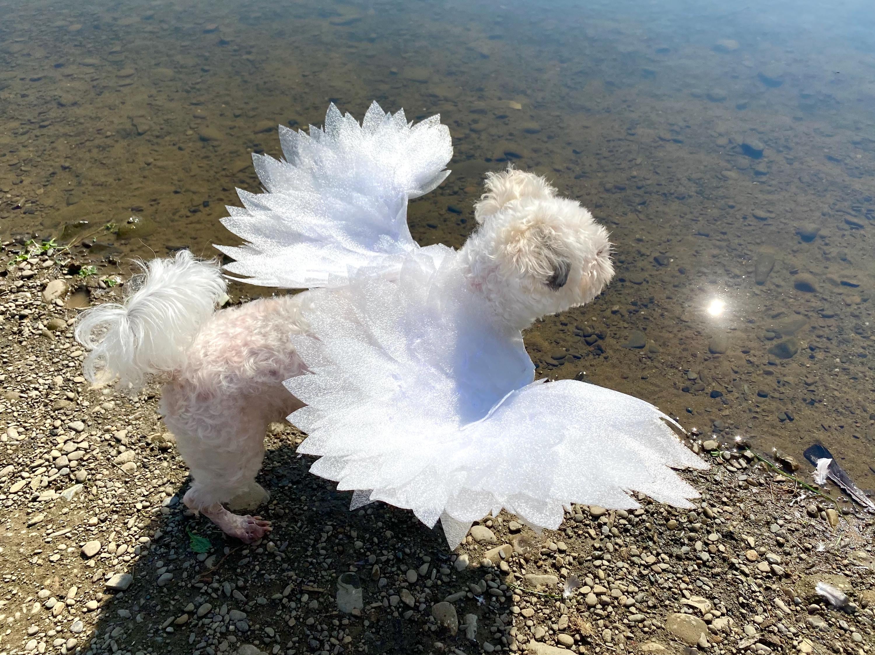 Cosplay Angel Wings | White Angel Wings for Dogs | Halloween Dog Wings ...