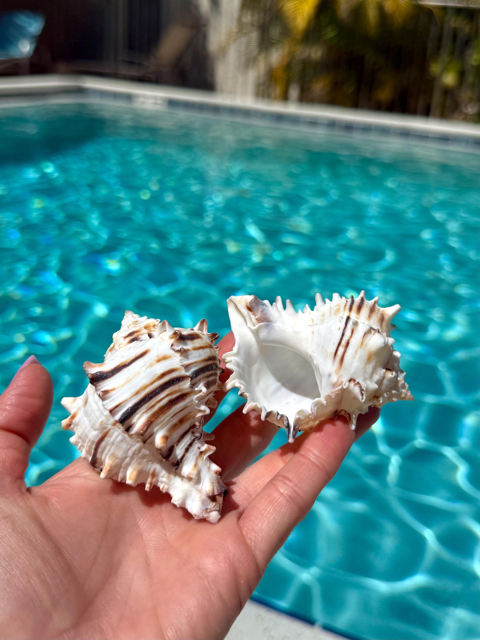 Black Murex 3" | Murex Seashell | Muricanthus Nigritus | Seashell Cruft ...