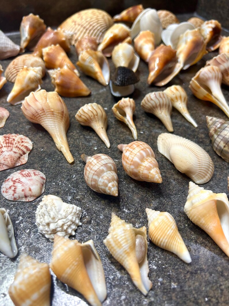 Natural Seashell Kit 74 Pieces | Assorted Seashell Mix | Sanibel Island ...