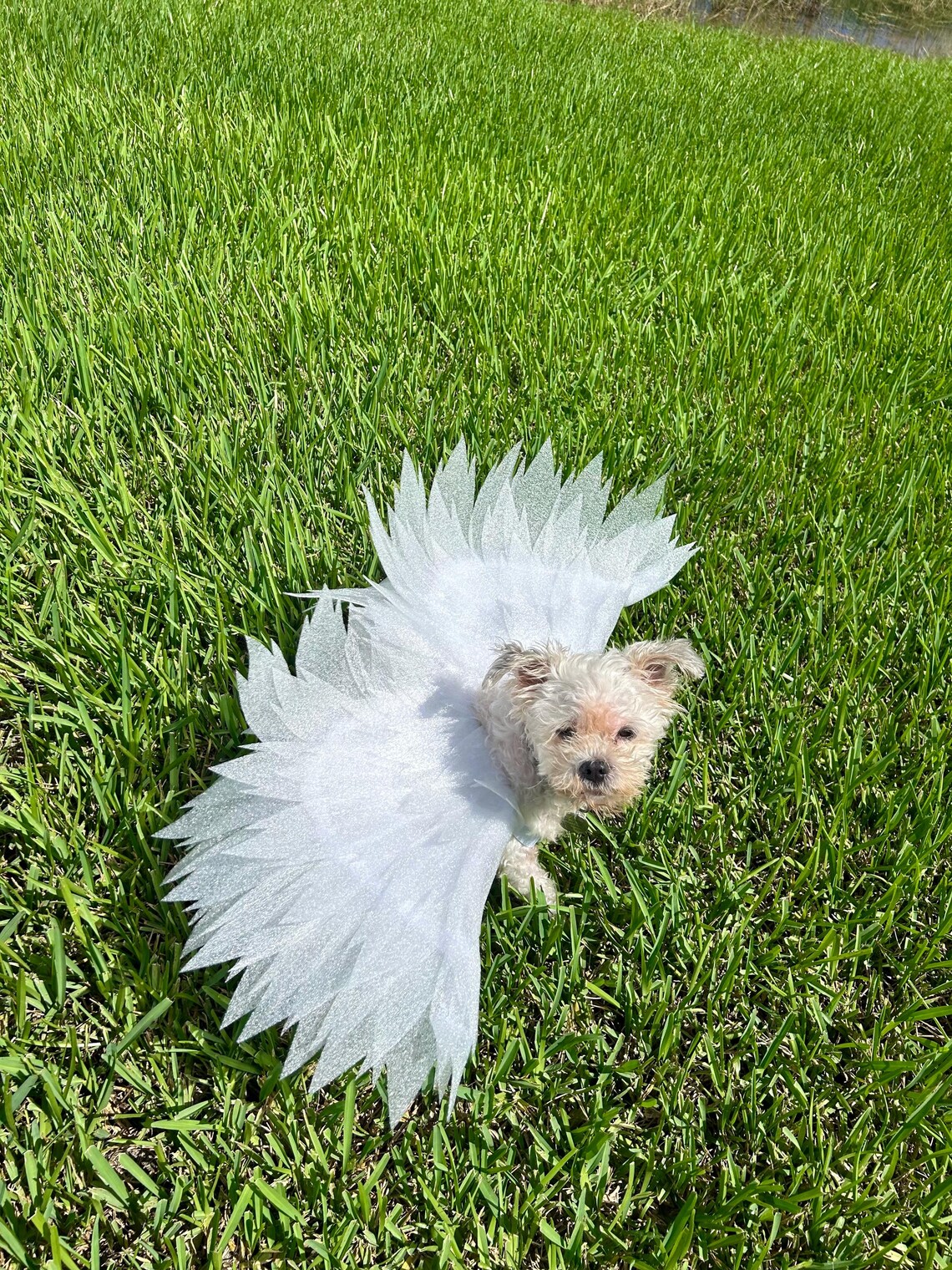 Halloween Dog Wings White Angel Wings for Dogs Cosplay Angel Wings ...