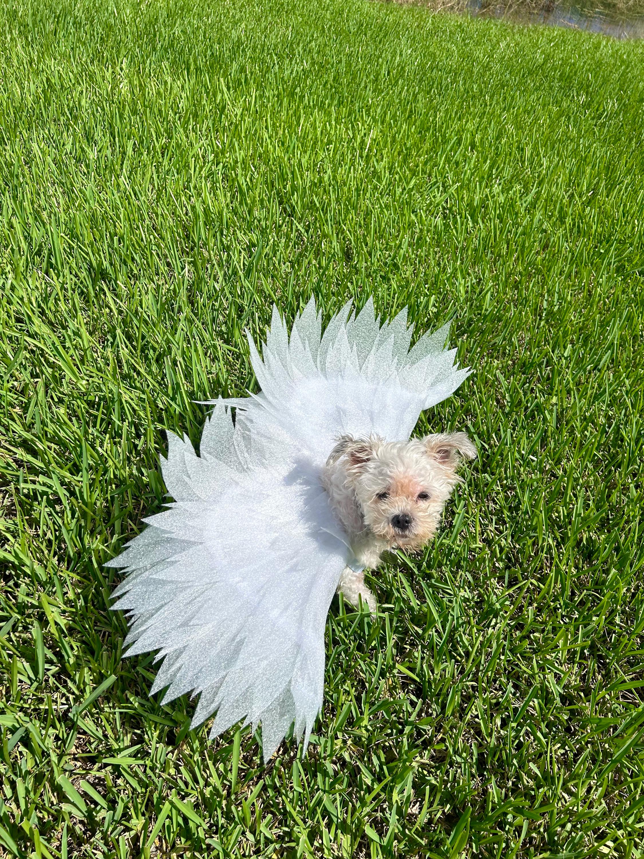 Halloween Dog Wings White Angel Wings for Dogs Cosplay Angel Wings ...