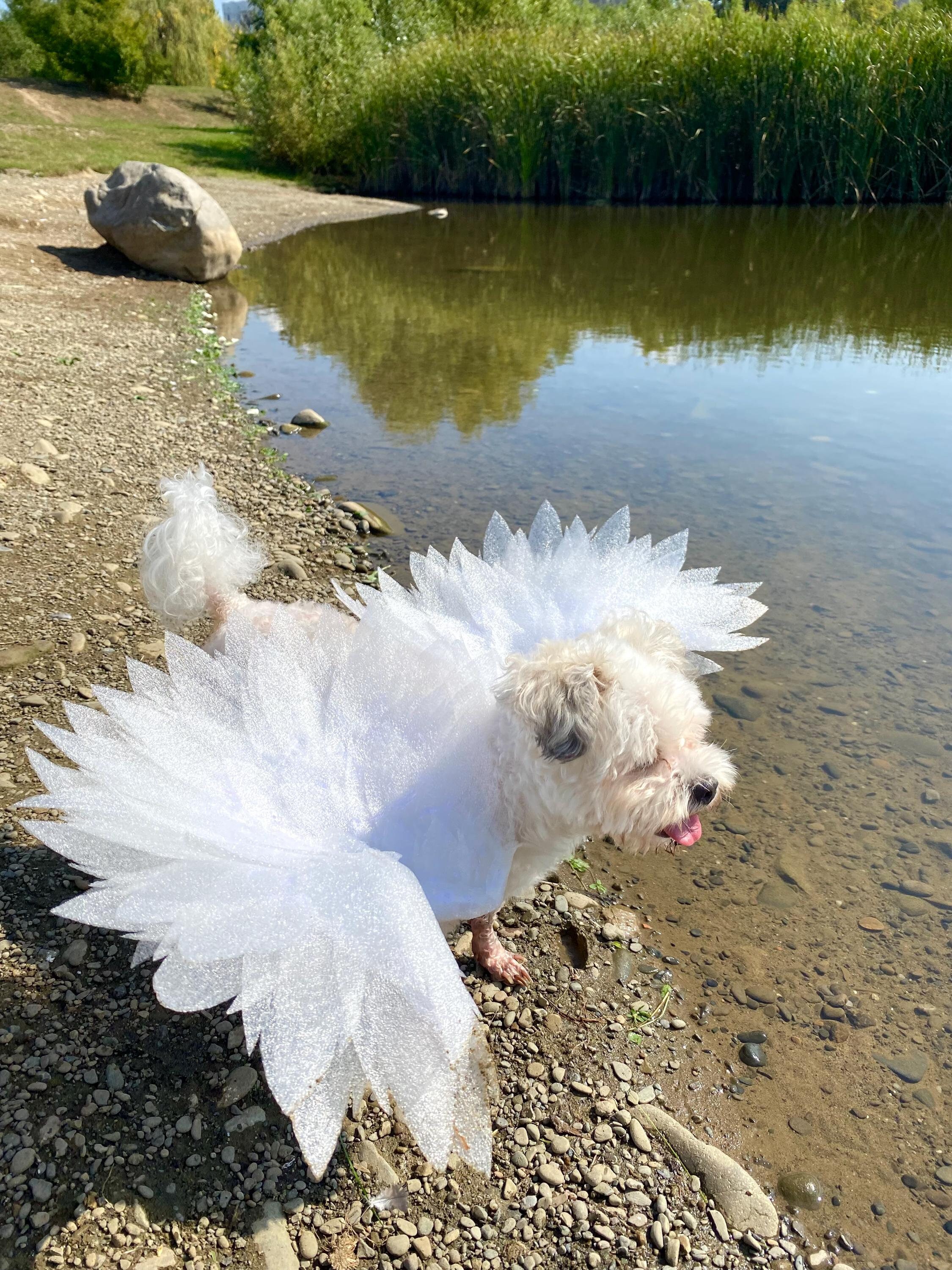 Halloween Wings for Dogs | White Angel Wings | Halloween Dog Wings ...