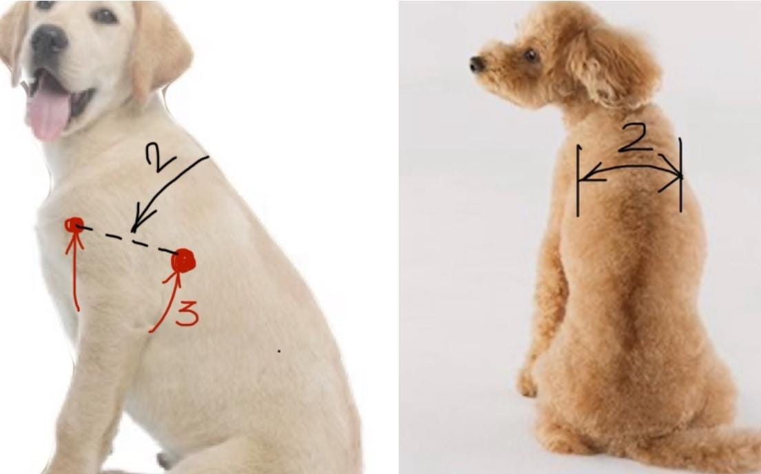 Halloween Wings for Dogs White Angel Wings Halloween Dog Wings Cosplay ...