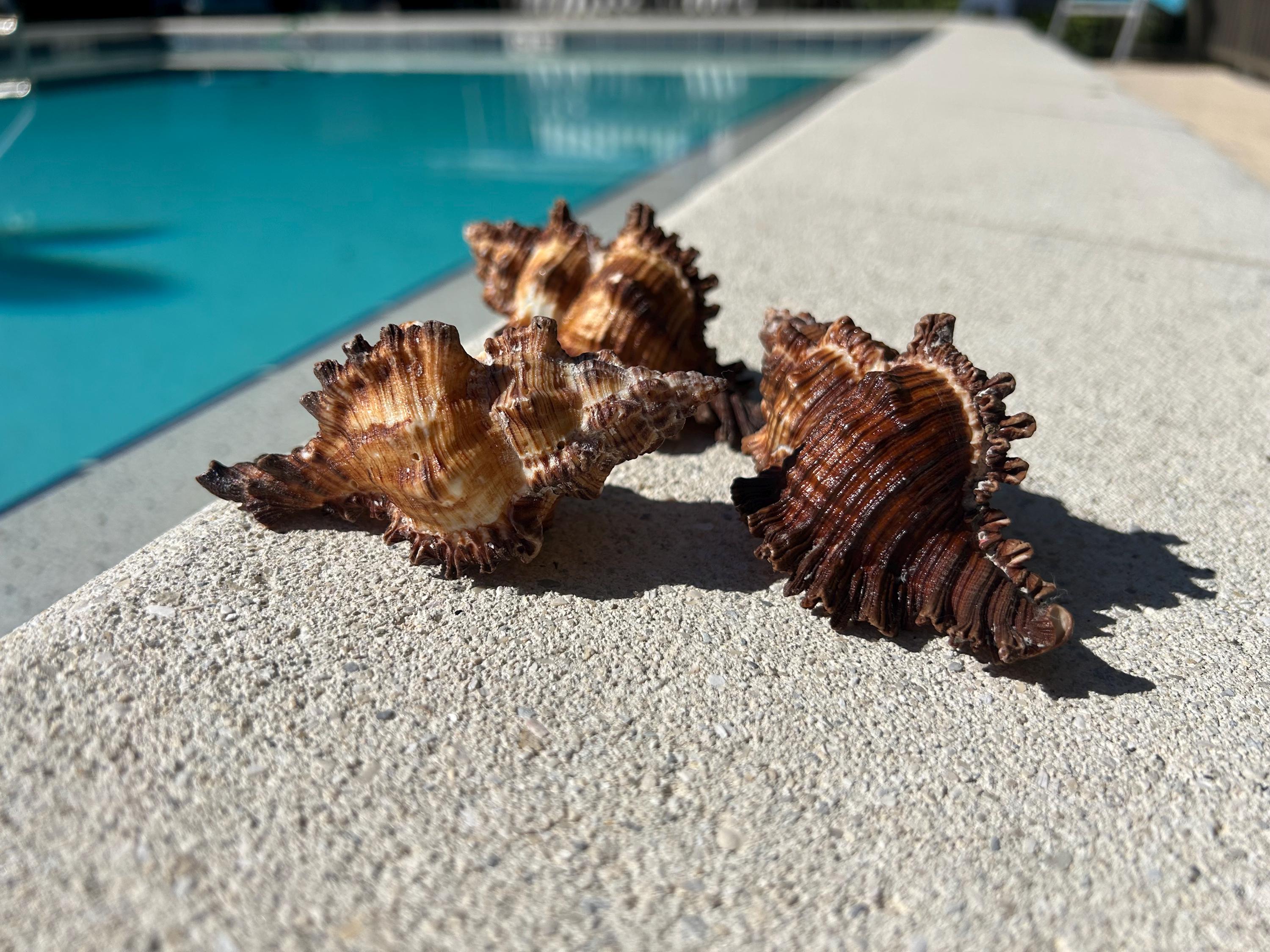 Murex Seashell 3.5" | Firebrand Murex | Chicoreus Torrefactus ...