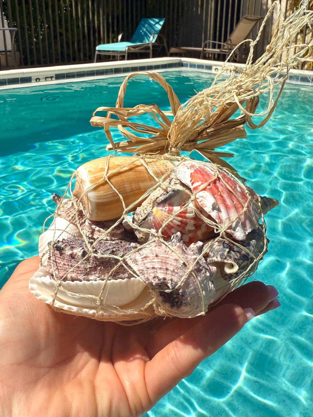 Natural Seashell Kit 11 Oz 20 Ea | Assorted Seashell Mix | Sanibel ...