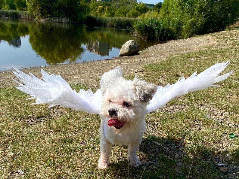 Halloween Wings for Dogs | White Angel Wings | Halloween Dog Wings ...
