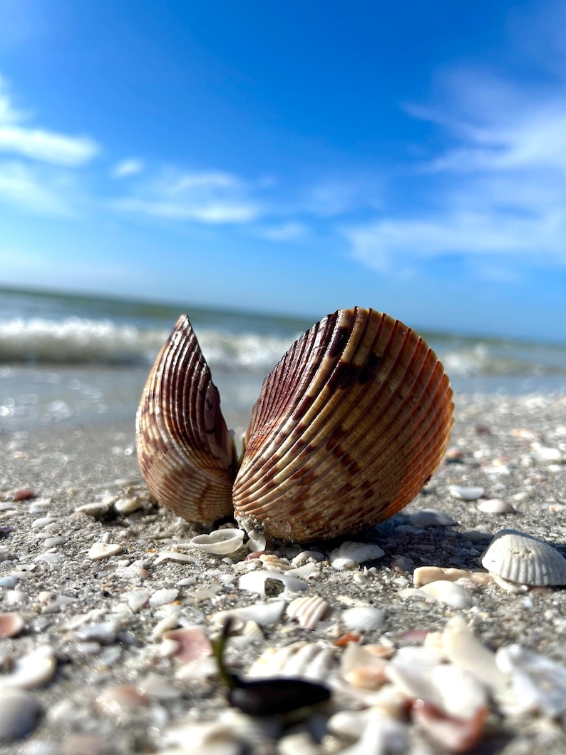 Large Cockle Seashell 3.5" | Natural Seashell | Sanibel Florida Cockle ...