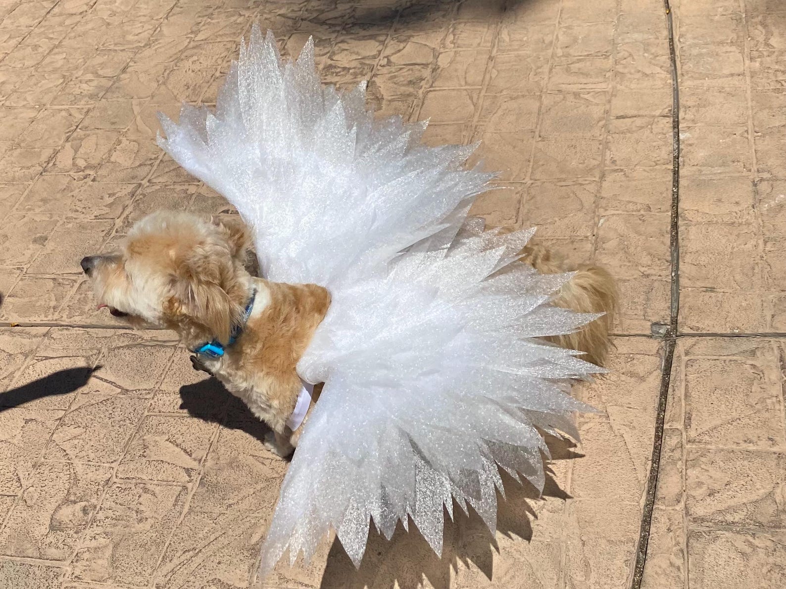 Halloween Wings for Dogs | White Angel Wings | Halloween Dog Wings ...