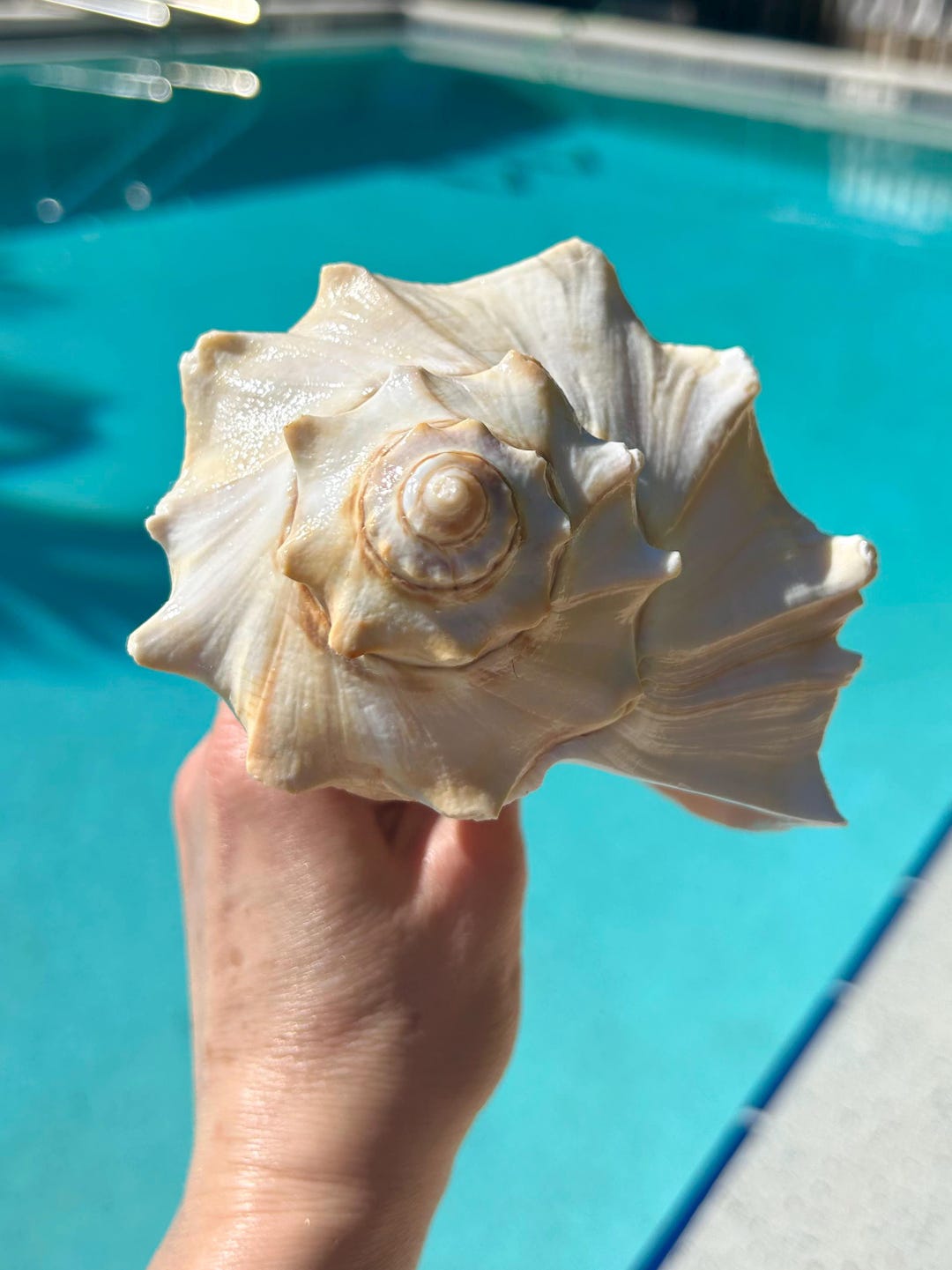 Large Atlantic Whelk 6-6.5" | Natural North Atlantic Whelk | Whelk ...