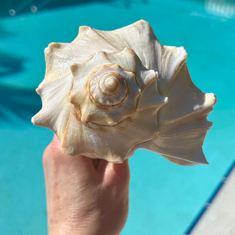 Natural Sea Shells - Etsy