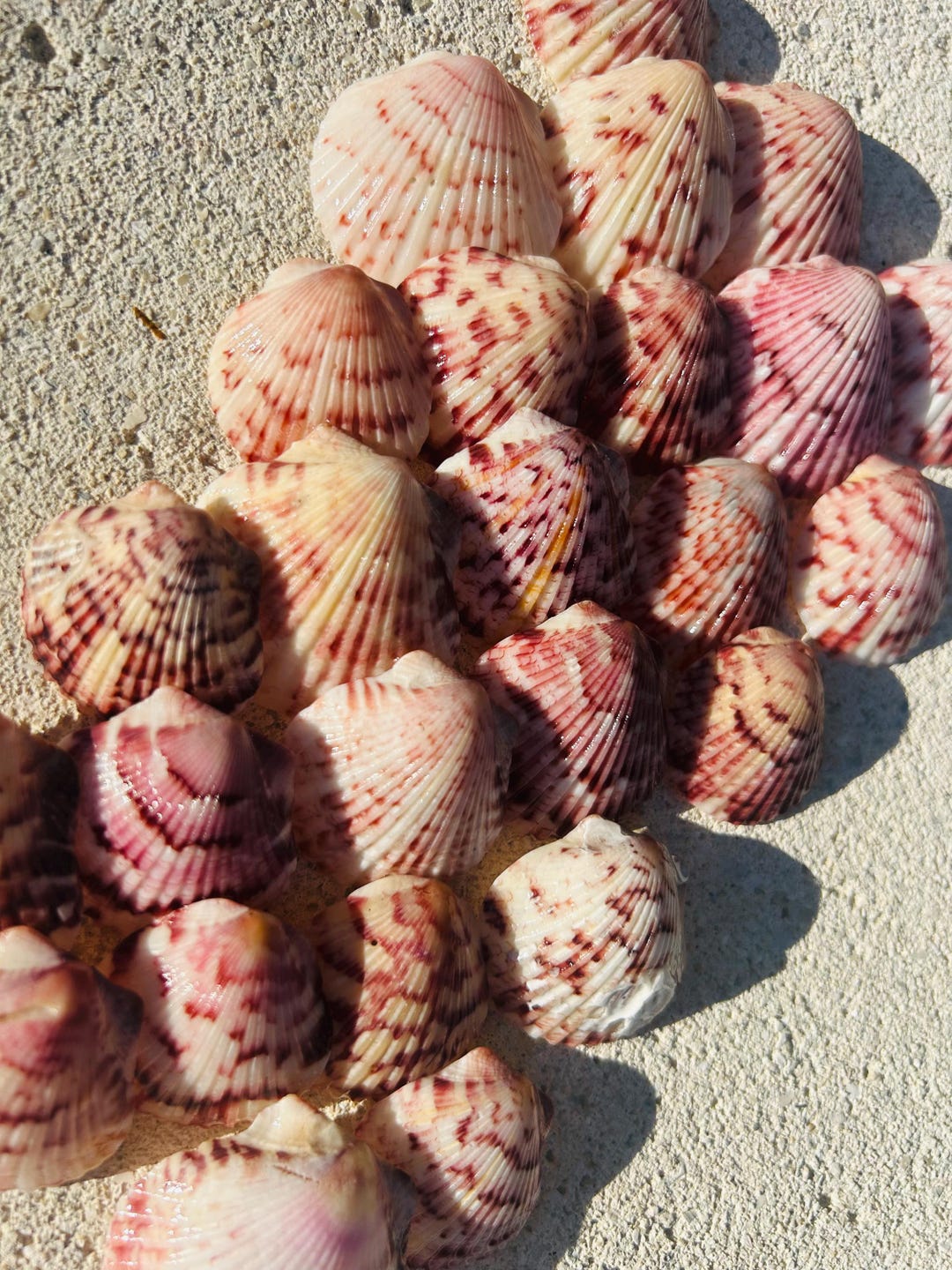 Natural Scallop Seashell Kit 20 Pieces | Florida Scallops | Sanibel ...
