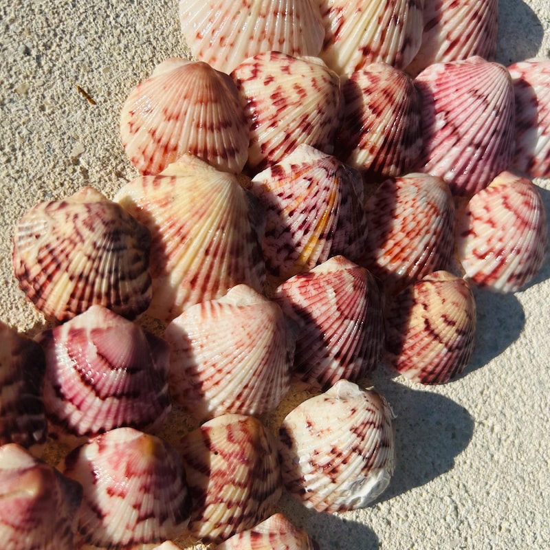 Real Seashells - Etsy