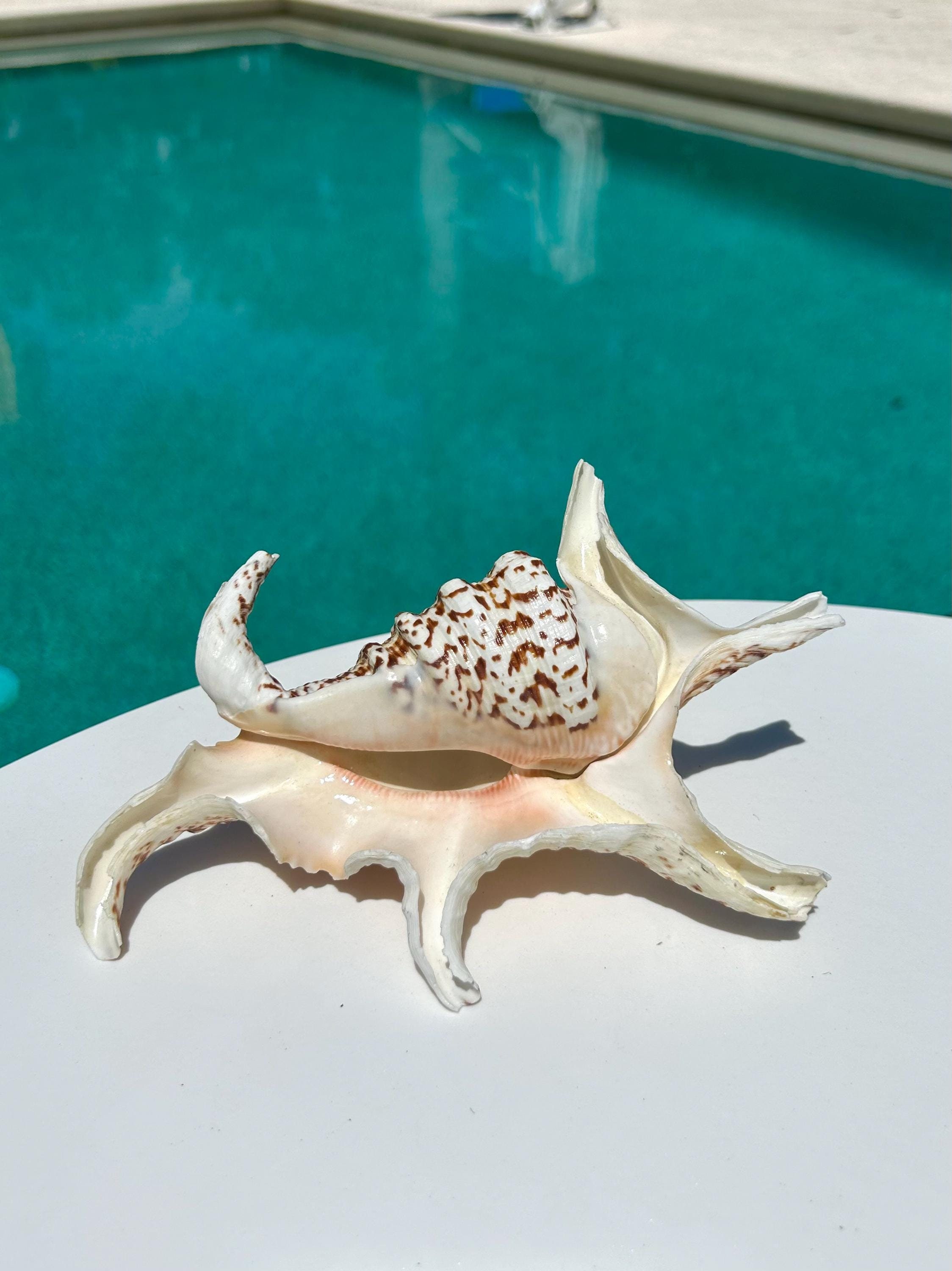 Large Spider Conch Shell 7.5" | Natural Spider Conch | Scorpion Lambis ...