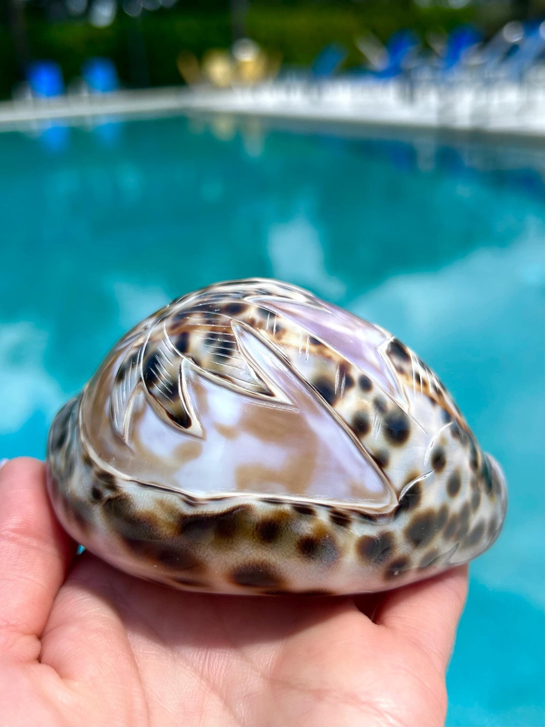 Polished Tiger Cowrie Shell 3.5