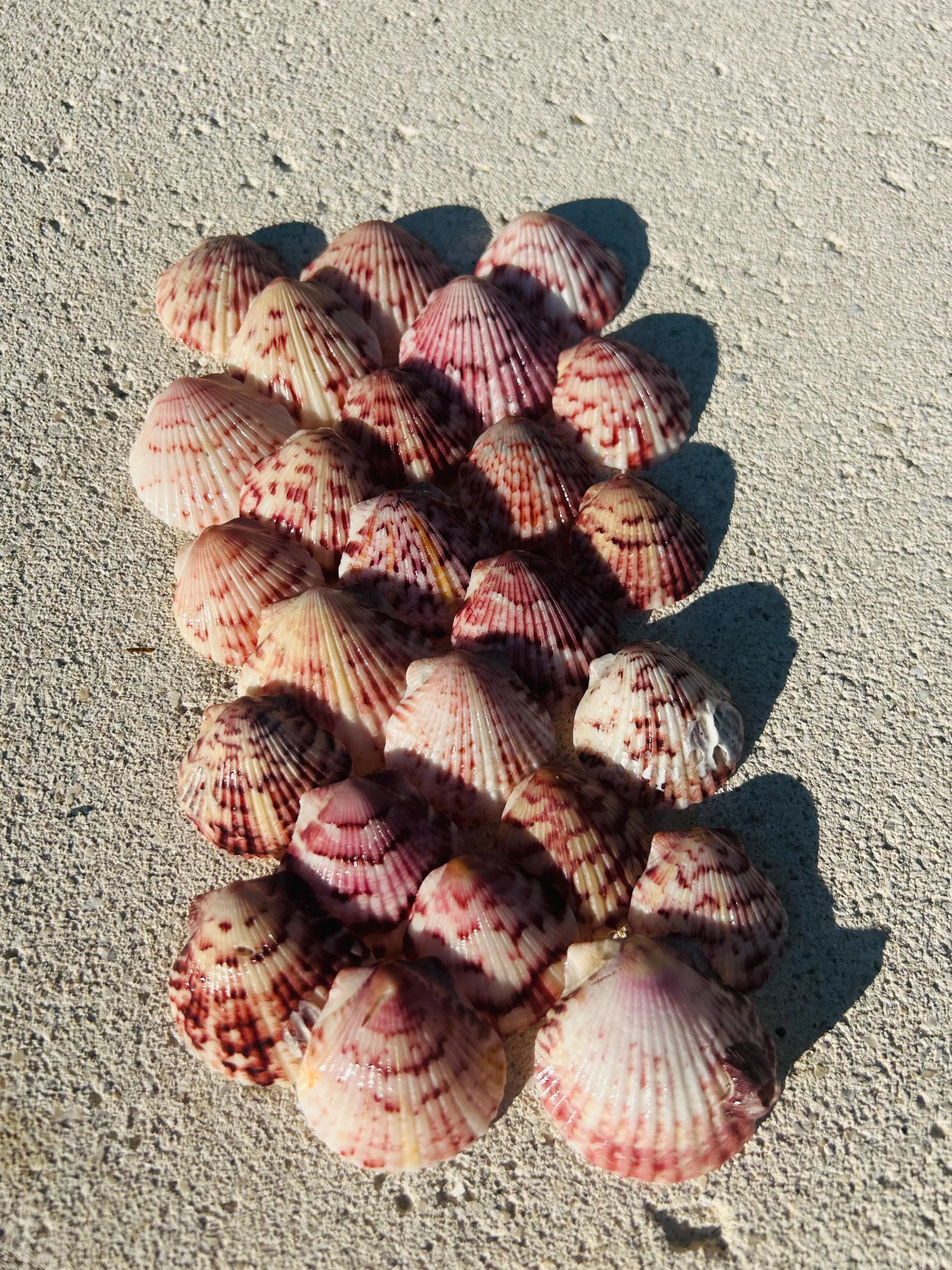 Natural Scallop Seashell Kit 20 Pieces | Florida Scallops | Sanibel ...
