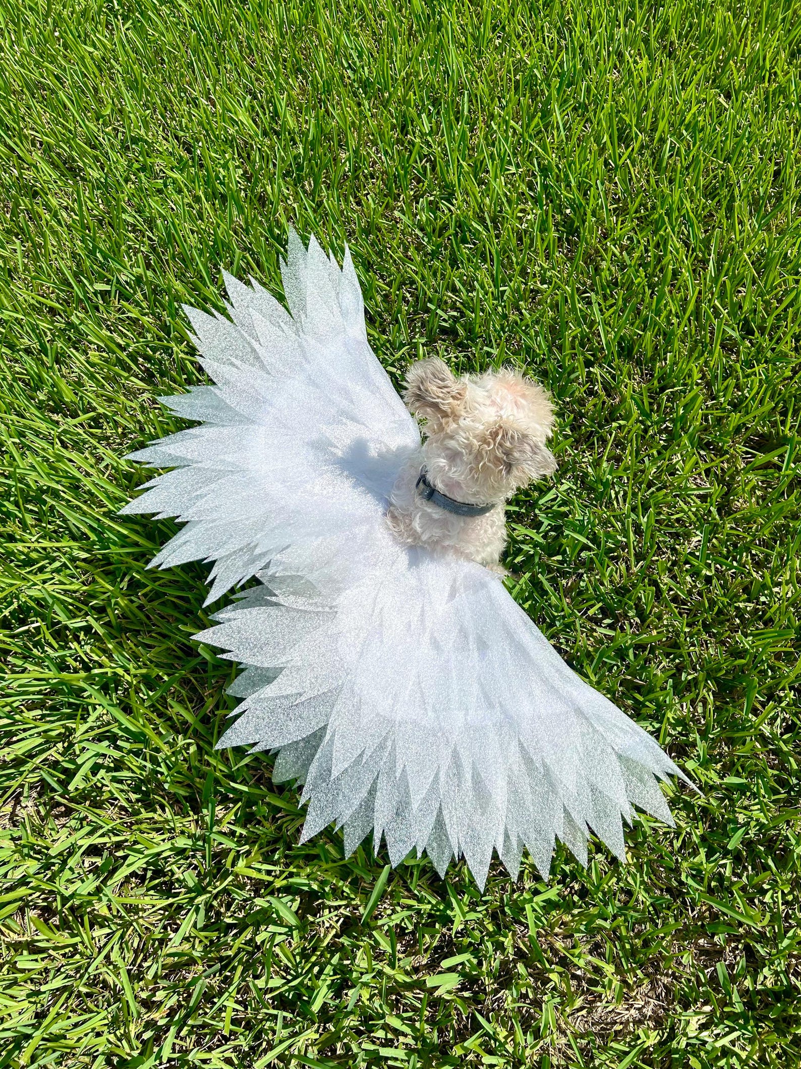 Halloween Dog Wings White Angel Wings for Dogs Cosplay Angel Wings ...