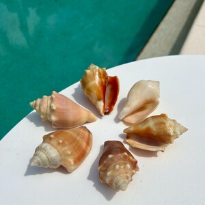 Conch Seashell | Natural Seashell | Florida Fighting Conch | Beach ...