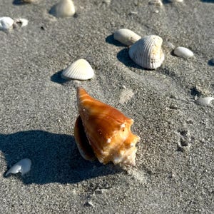 Florida Fighting Conch Seashell | Natural Seashell | Sanibel Island ...