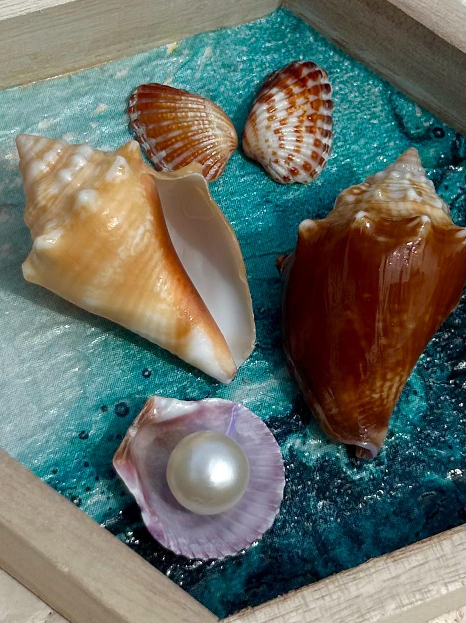 Natural Seashell Shadow Box | Florida Fighting Conch Beach Scene Shadow ...