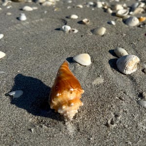 Florida Fighting Conch Seashell | Natural Seashell | Sanibel Island ...
