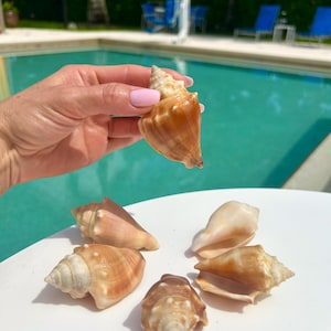 Florida Fighting Conch Seashell Natural Seashell Sanibel Island Shells ...