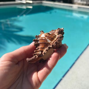 Murex Seashell 3.5" | Firebrand Murex | Chicoreus Torrefactus ...